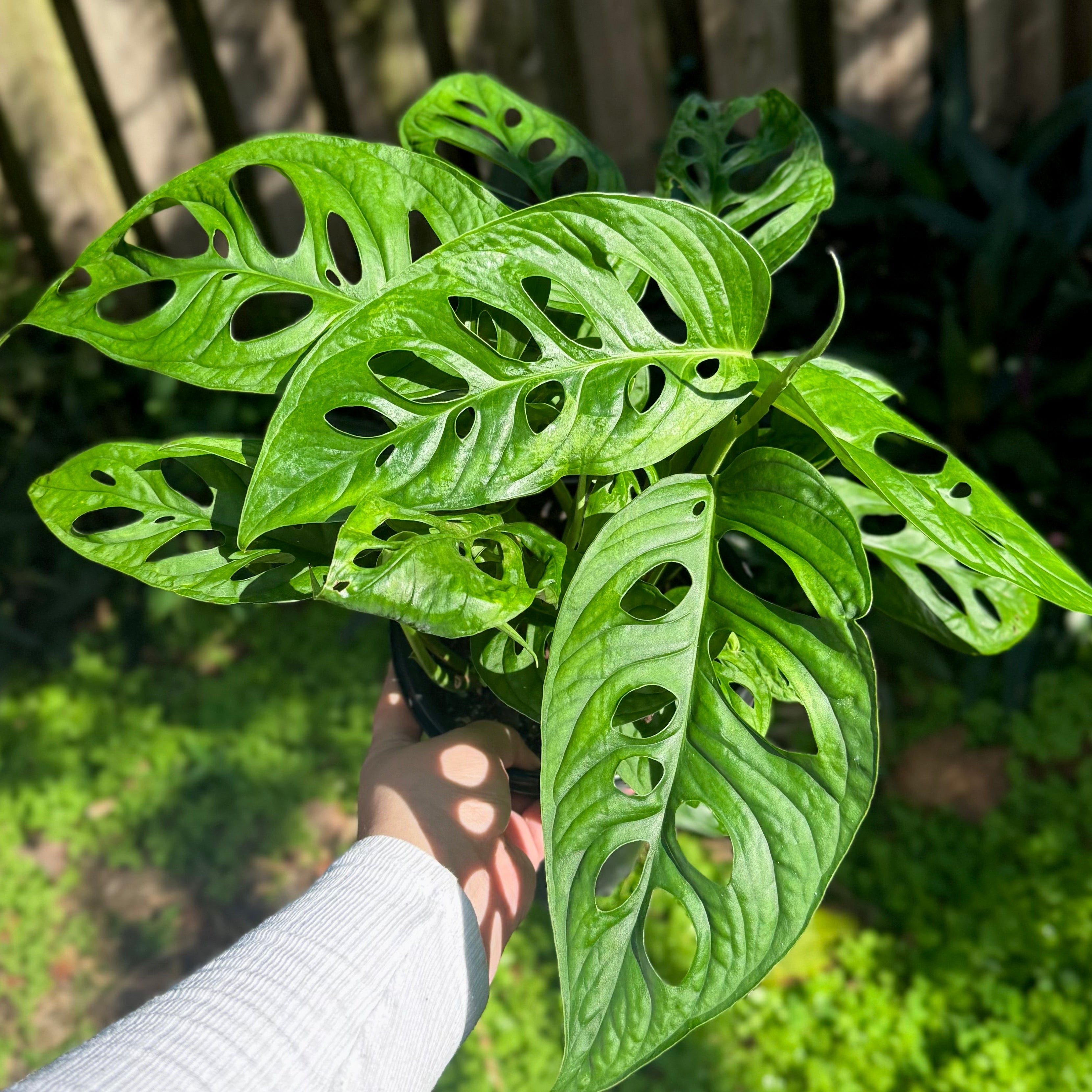 Monsteras – Rare & Variegated Indoor Tropical Plants | Pink Poncho Plantery