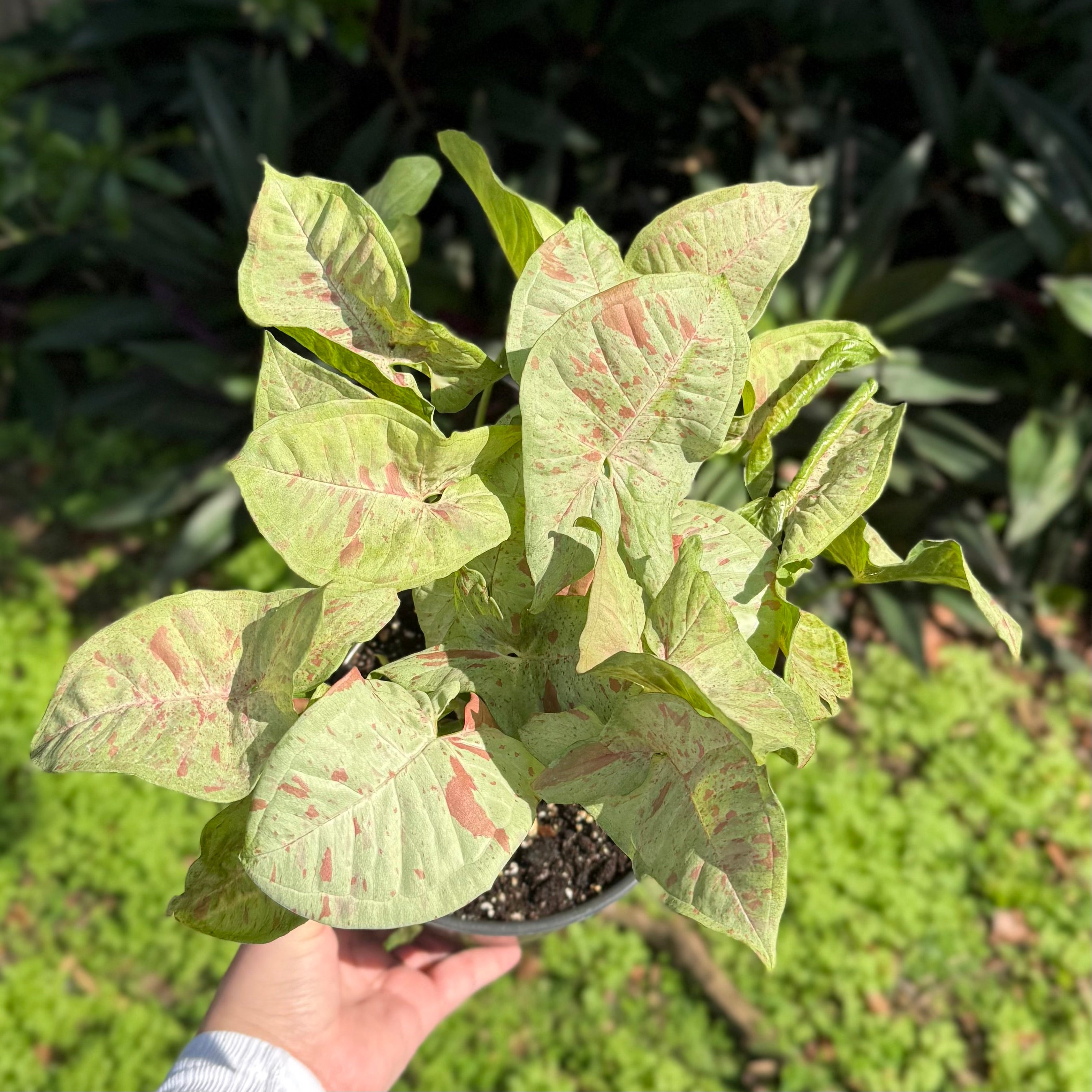 Syngoniums – Rare & Variegated Indoor Plants | Pink Poncho Plantery